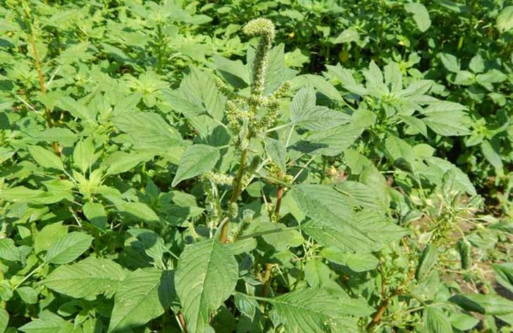 Plantas nativas para la seguridad alimentaria y nutricional – SESAN ...