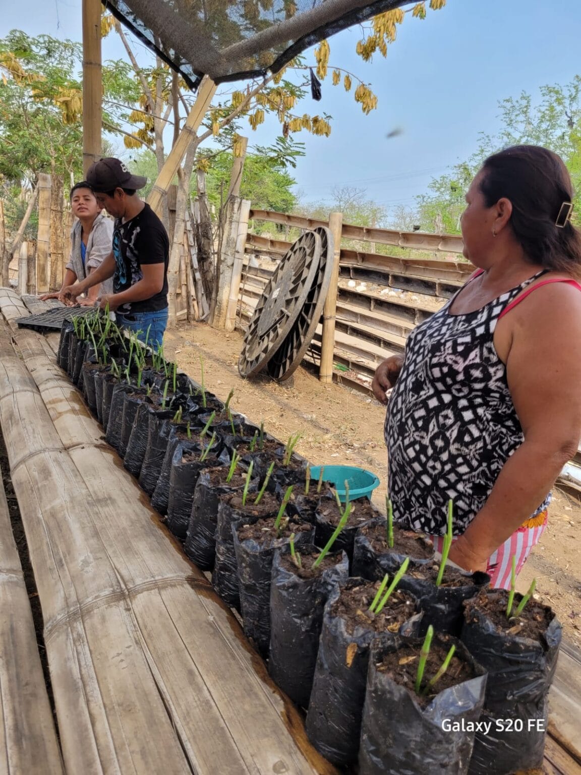 Implementan vivero de Ixbut en El Jícaro para fomentar la lactancia ...