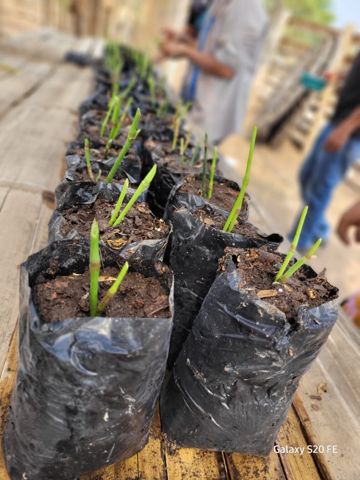 Implementan vivero de Ixbut en El Jícaro para fomentar la lactancia ...